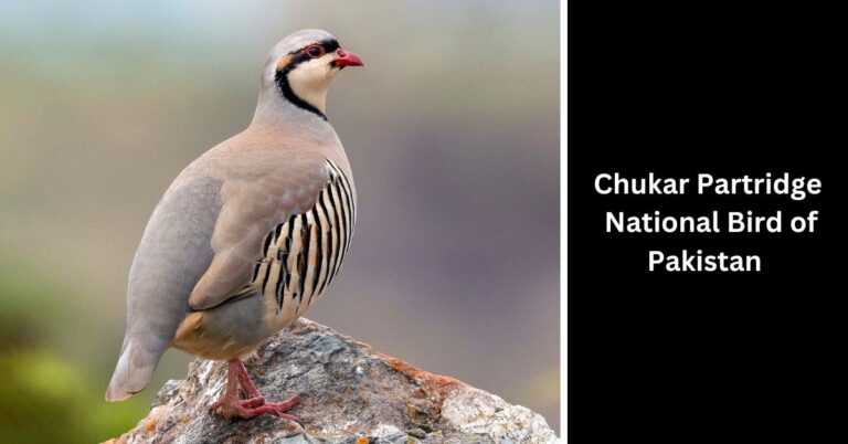 Chukar Partridge | National Bird of Pakistan